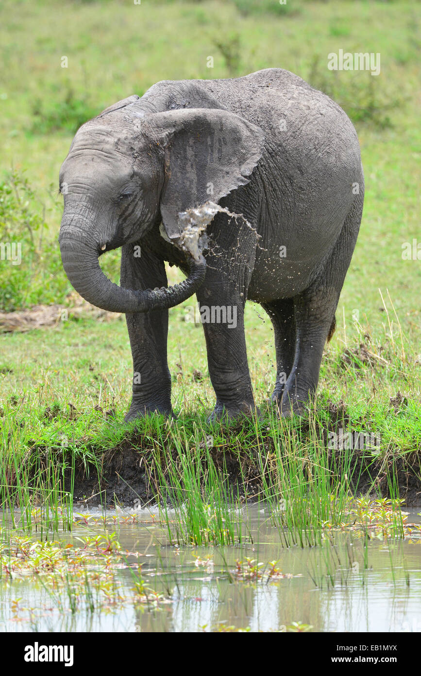 Masai Mara Elephant Stock Photo - Alamy