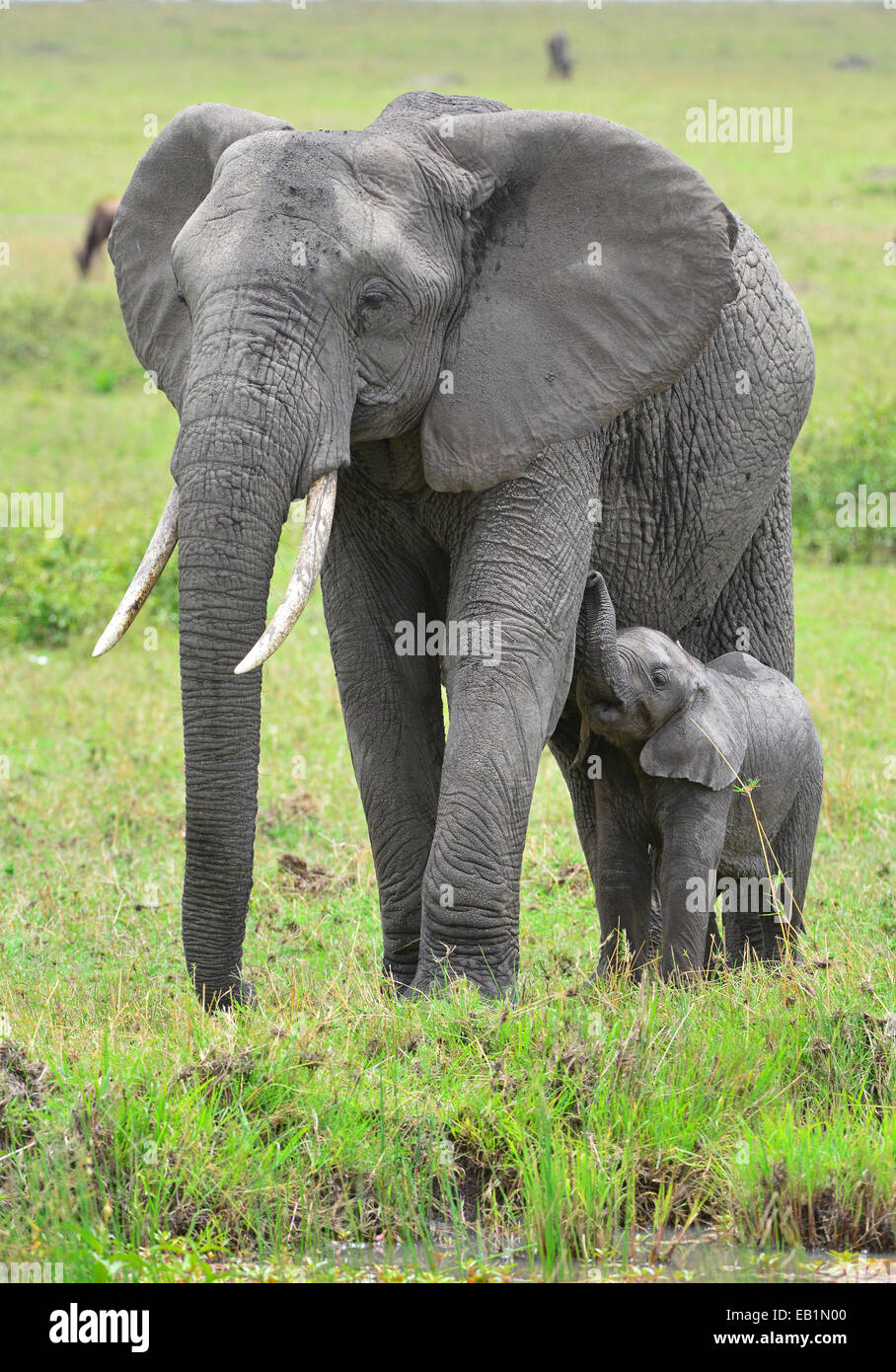 Masai Mara Elephant Stock Photo - Alamy