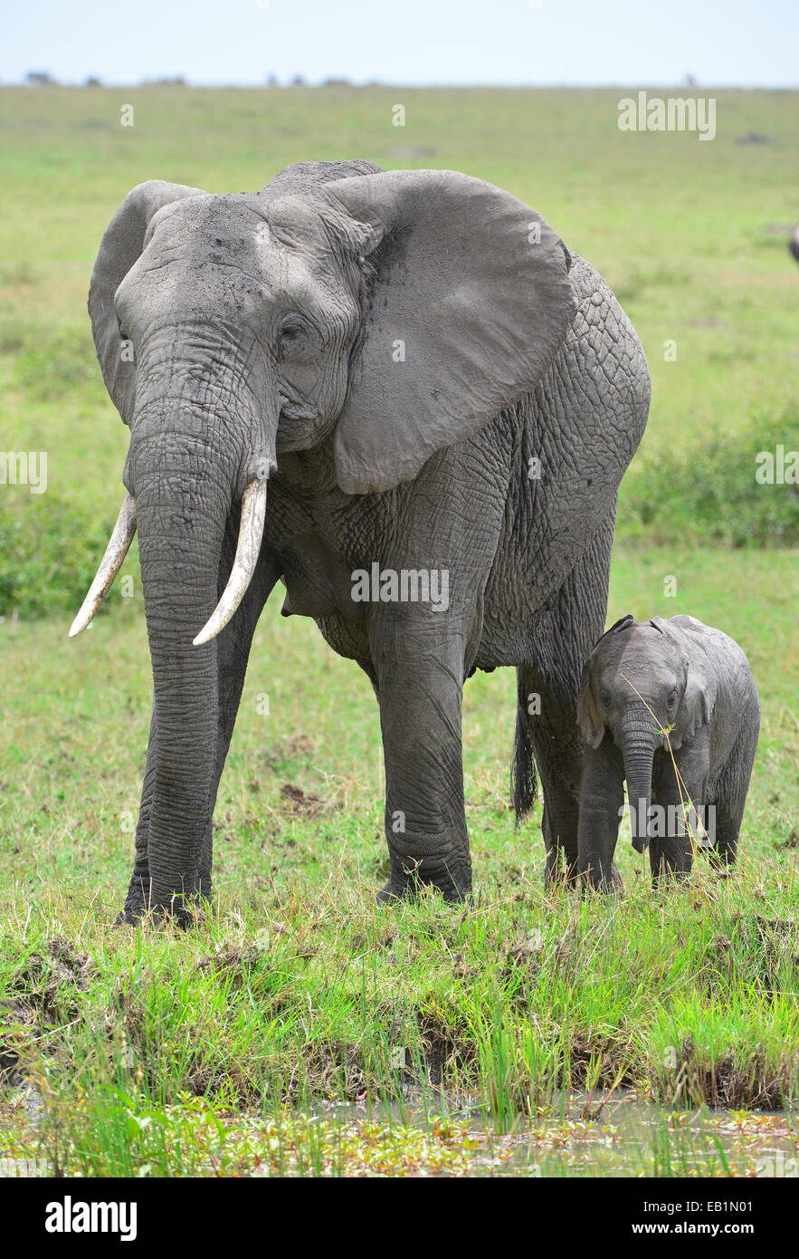 Masai Mara Elephant Stock Photo - Alamy
