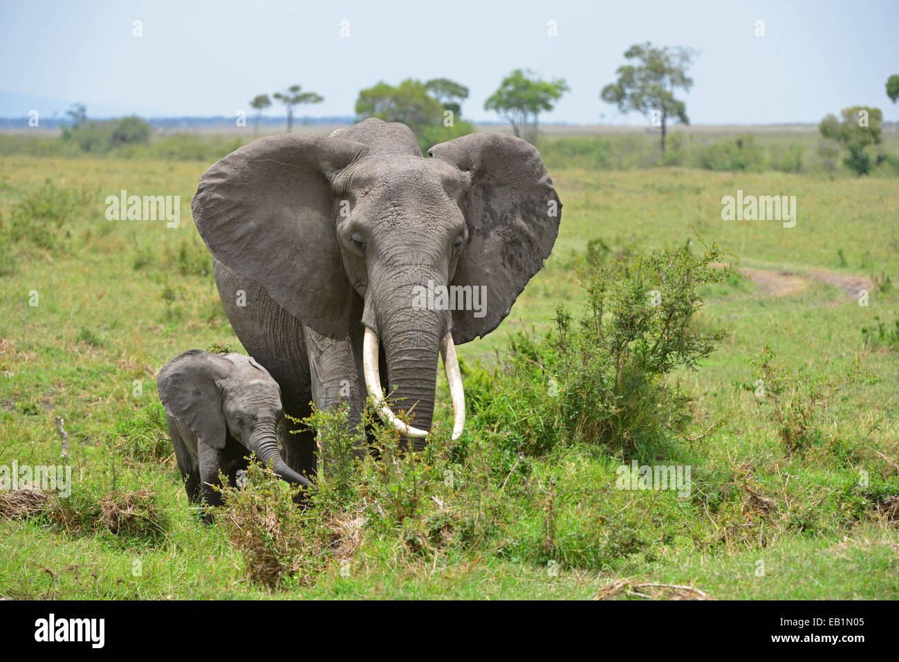 Masai Mara Elephant Stock Photo - Alamy