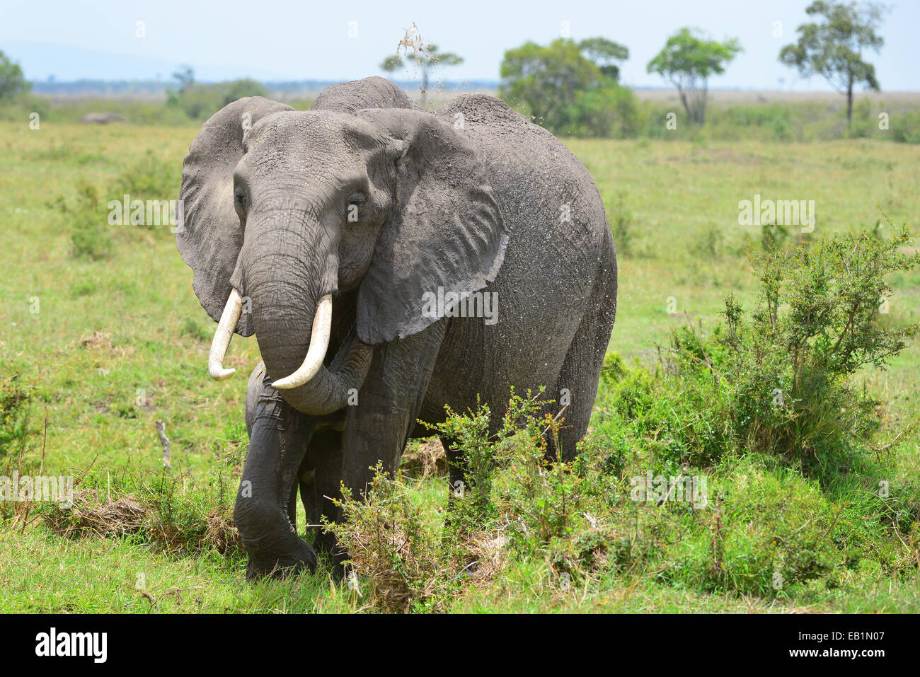 Masai Mara Elephant Stock Photo - Alamy