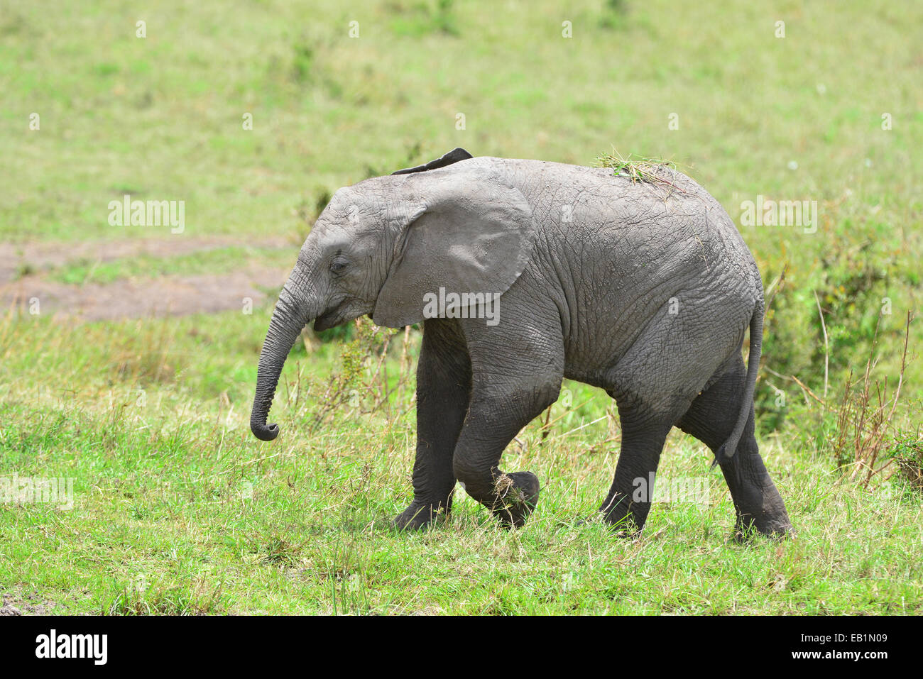 Masai Mara Elephant Stock Photo - Alamy