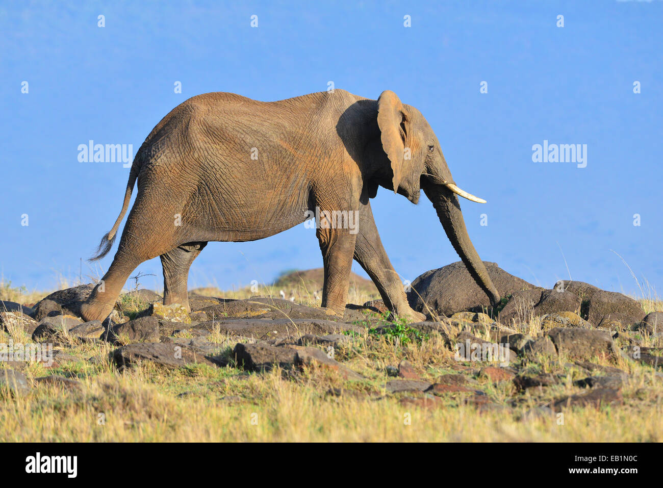 Masai Mara Elephant Stock Photo - Alamy