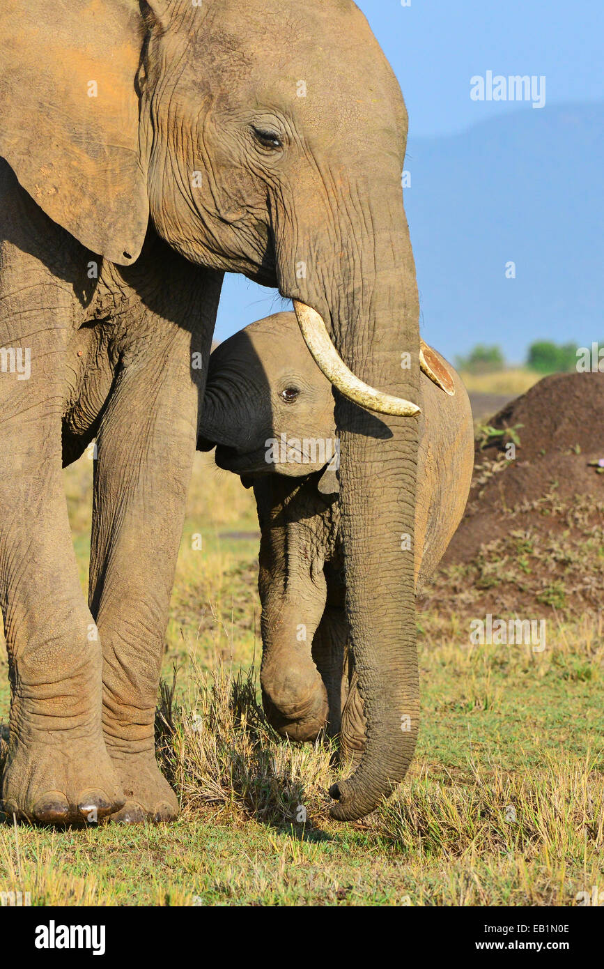 Masai Mara Elephant Stock Photo - Alamy
