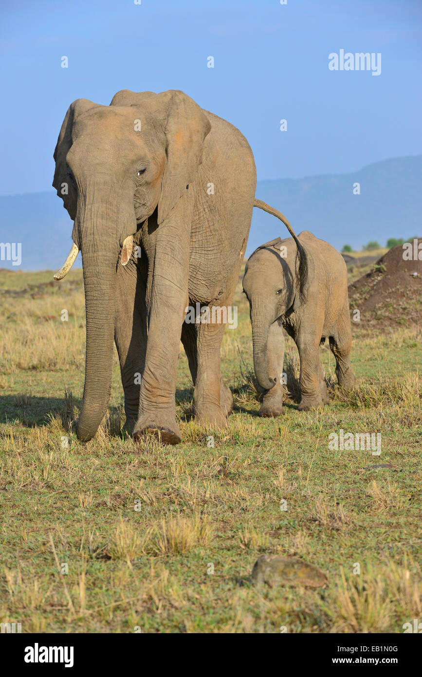 Masai Mara Elephant Stock Photo - Alamy