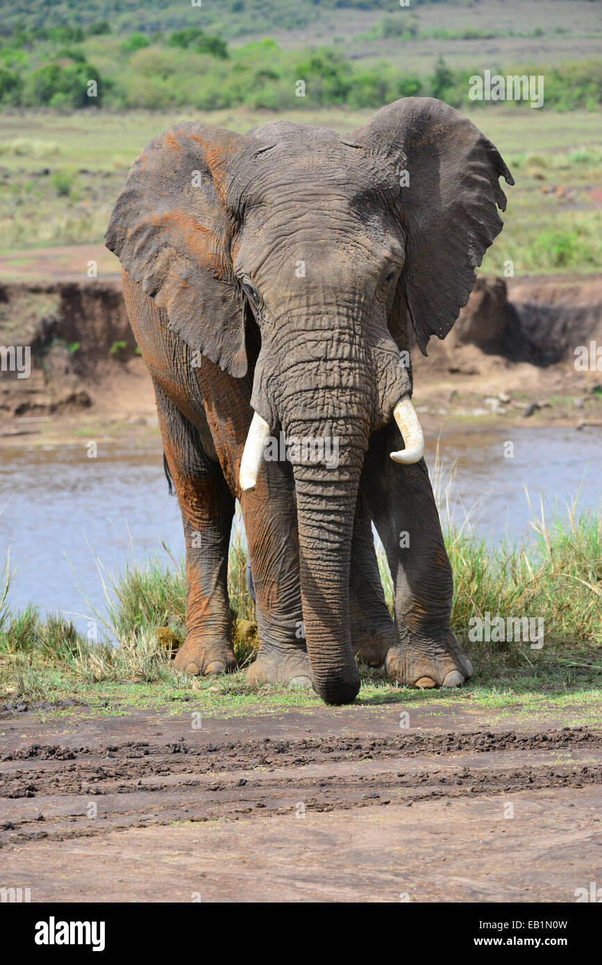 Masai Mara Elephant Stock Photo - Alamy