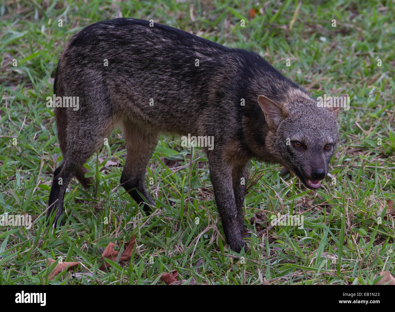 Crab Eating Fox (Cerdocyon thous), Pantanal, Brazil Stock Photo - Alamy