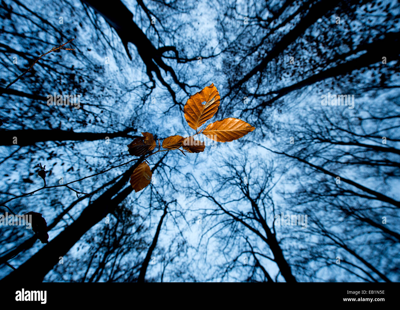 Hanover, Germany. 24th Nov, 2014. Autumn leaves are seen in front of ...