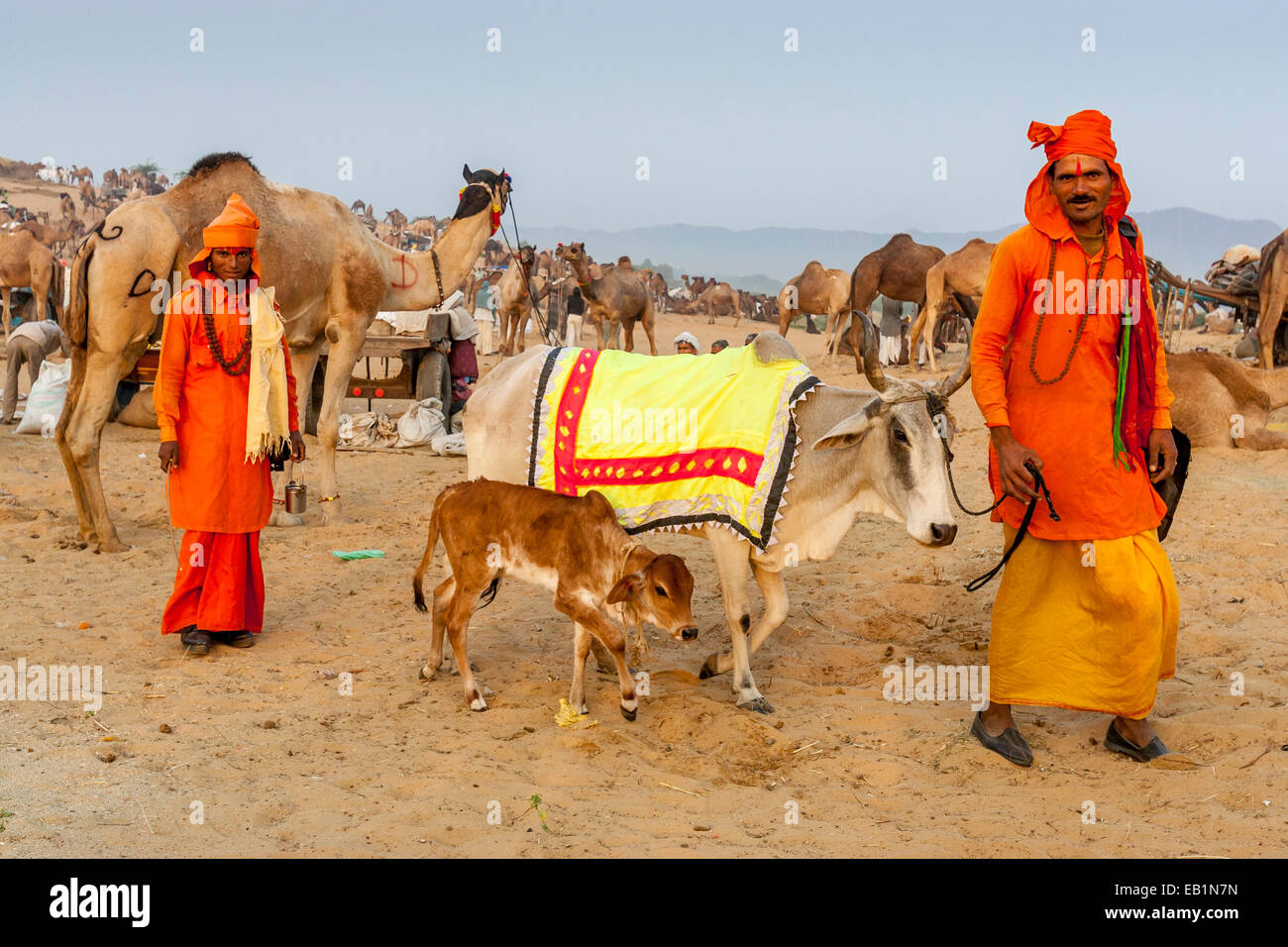 Pushkar Camel Fair, Pushkar, Rajasthan, India Stock Photo - Alamy