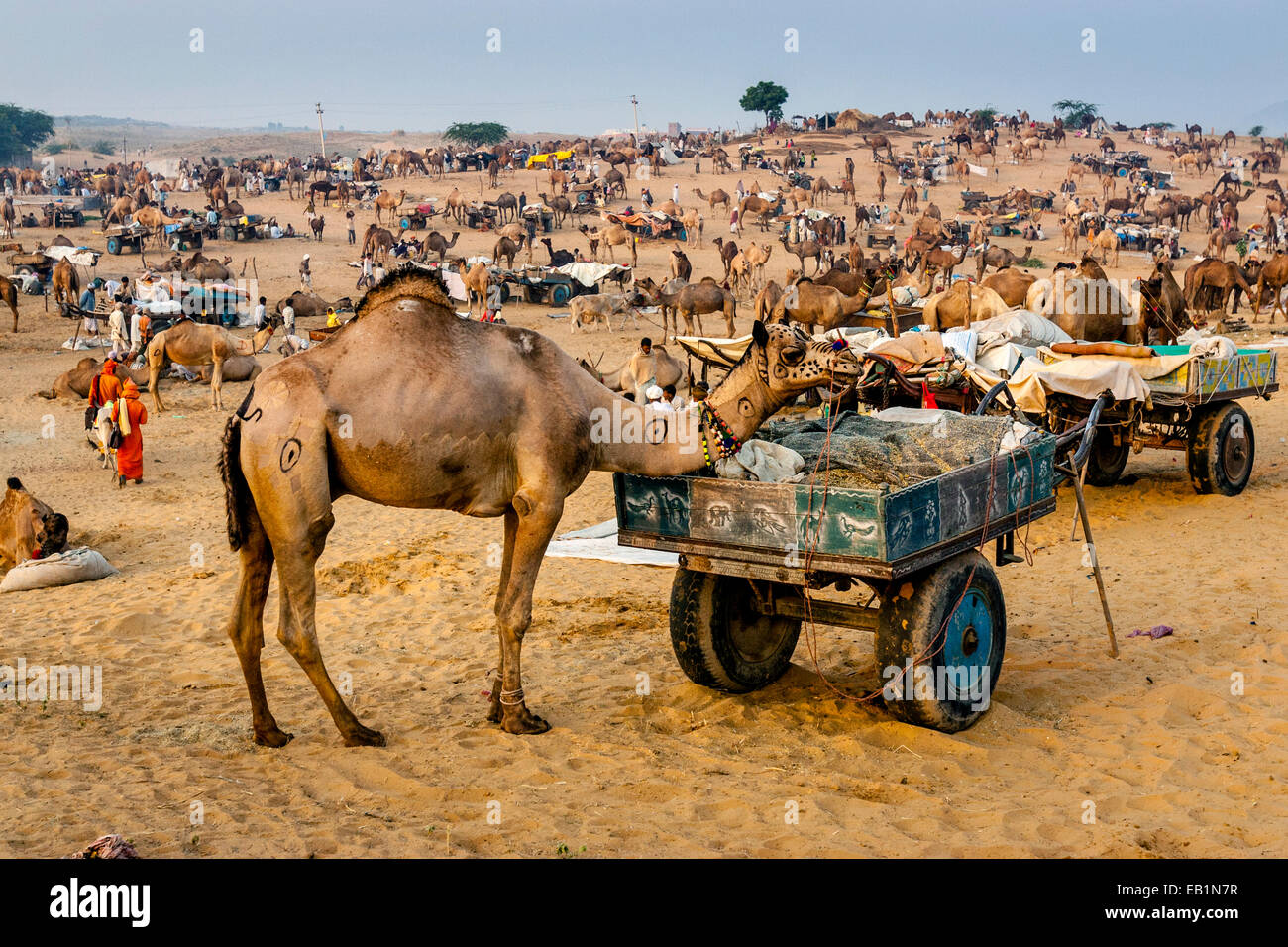 Pushkar Camel Fair, Pushkar, Rajasthan, India Stock Photo - Alamy