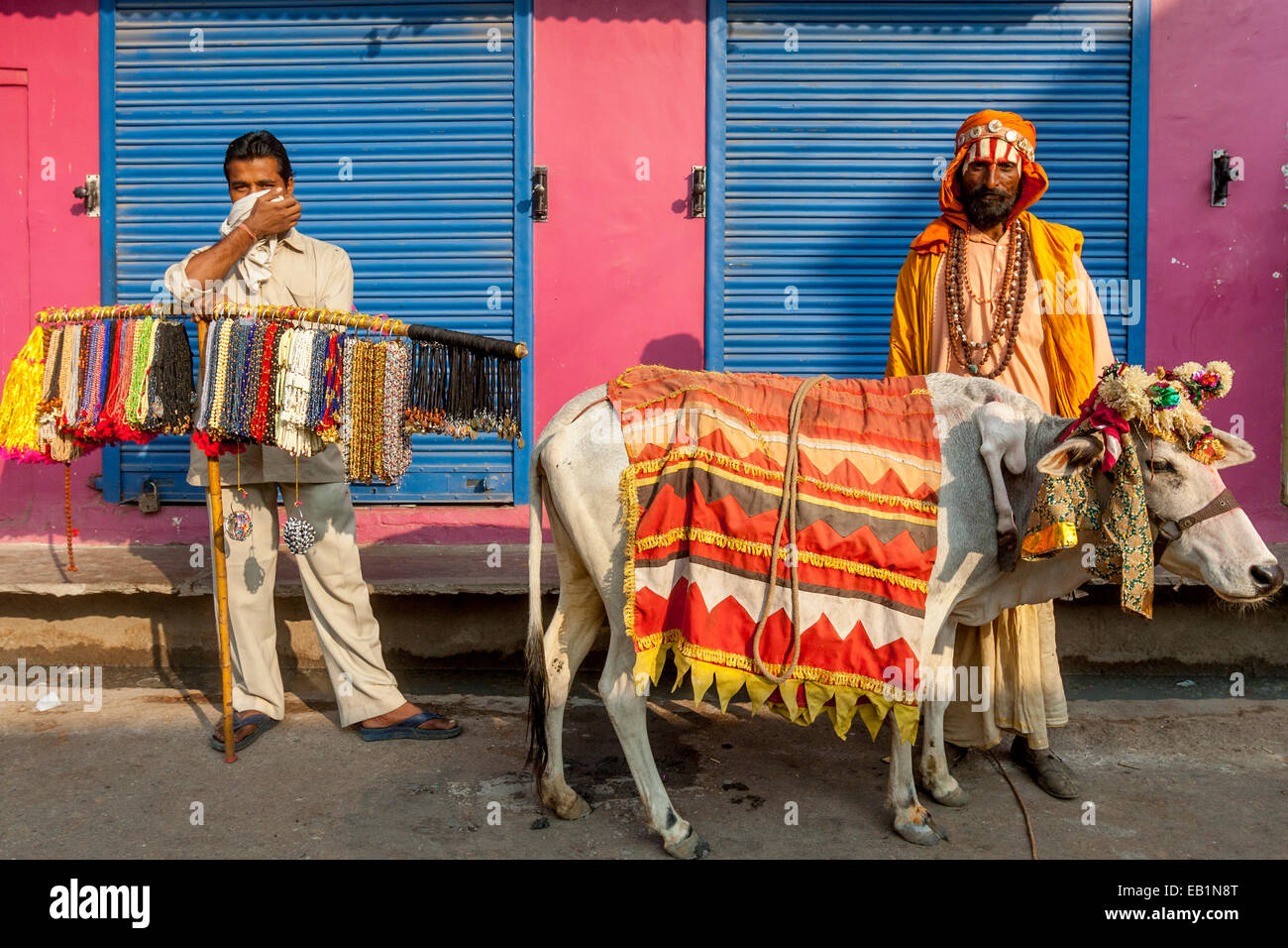 Sadhu With His Deformed Cow, Pushkar Camel Fair, Pushkar, Rajasthan ...