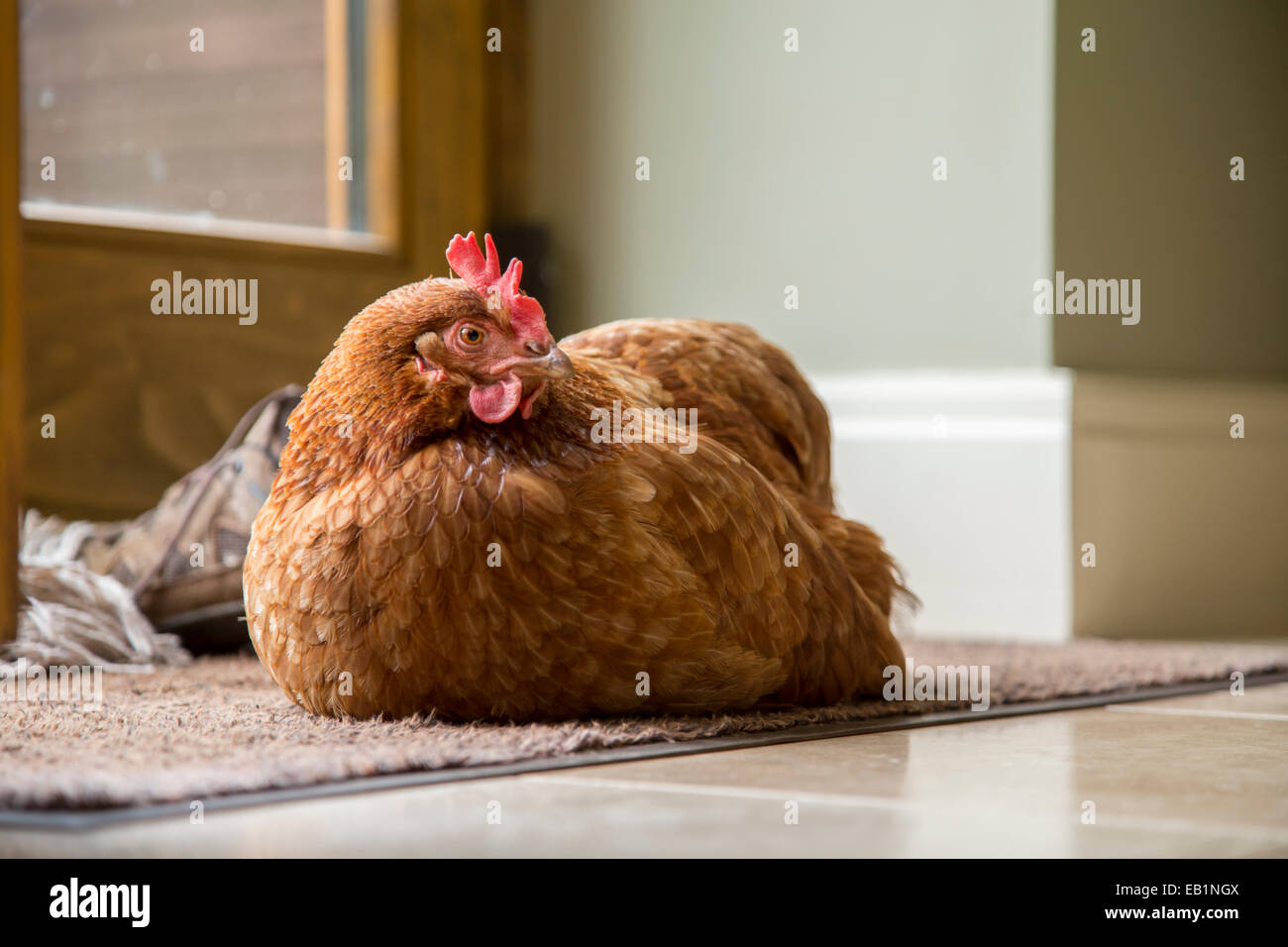 Rhode Island Red hen sleeping on a doormat Stock Photo - Alamy