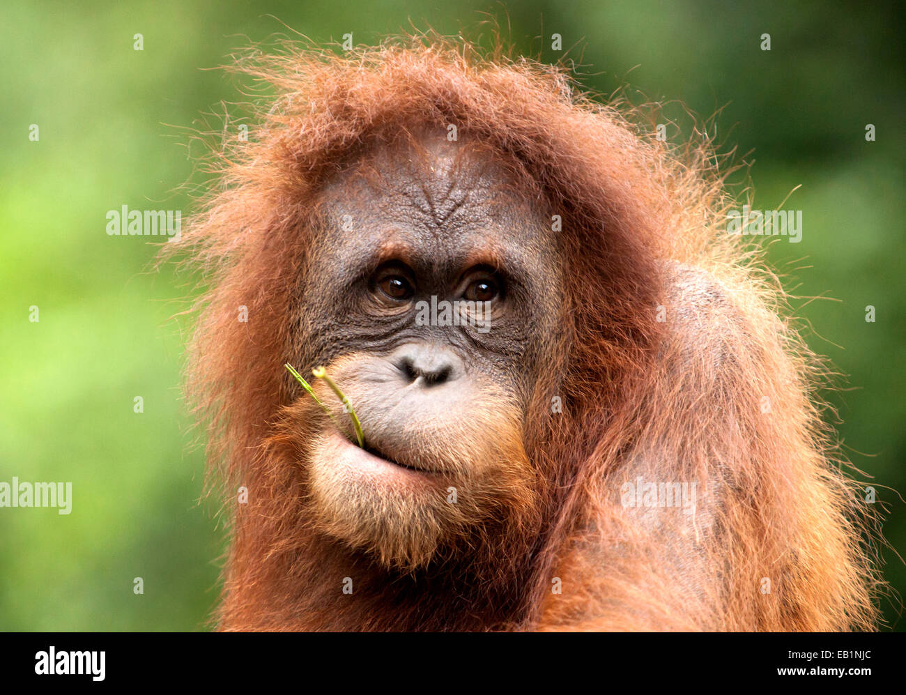 Funny orang utan hi-res stock photography and images - Alamy