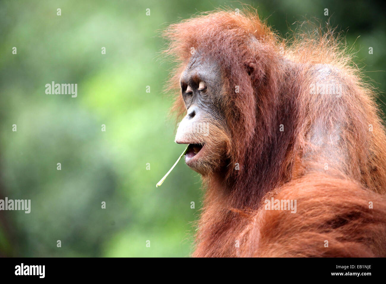 Orang utan up tree hi-res stock photography and images - Alamy