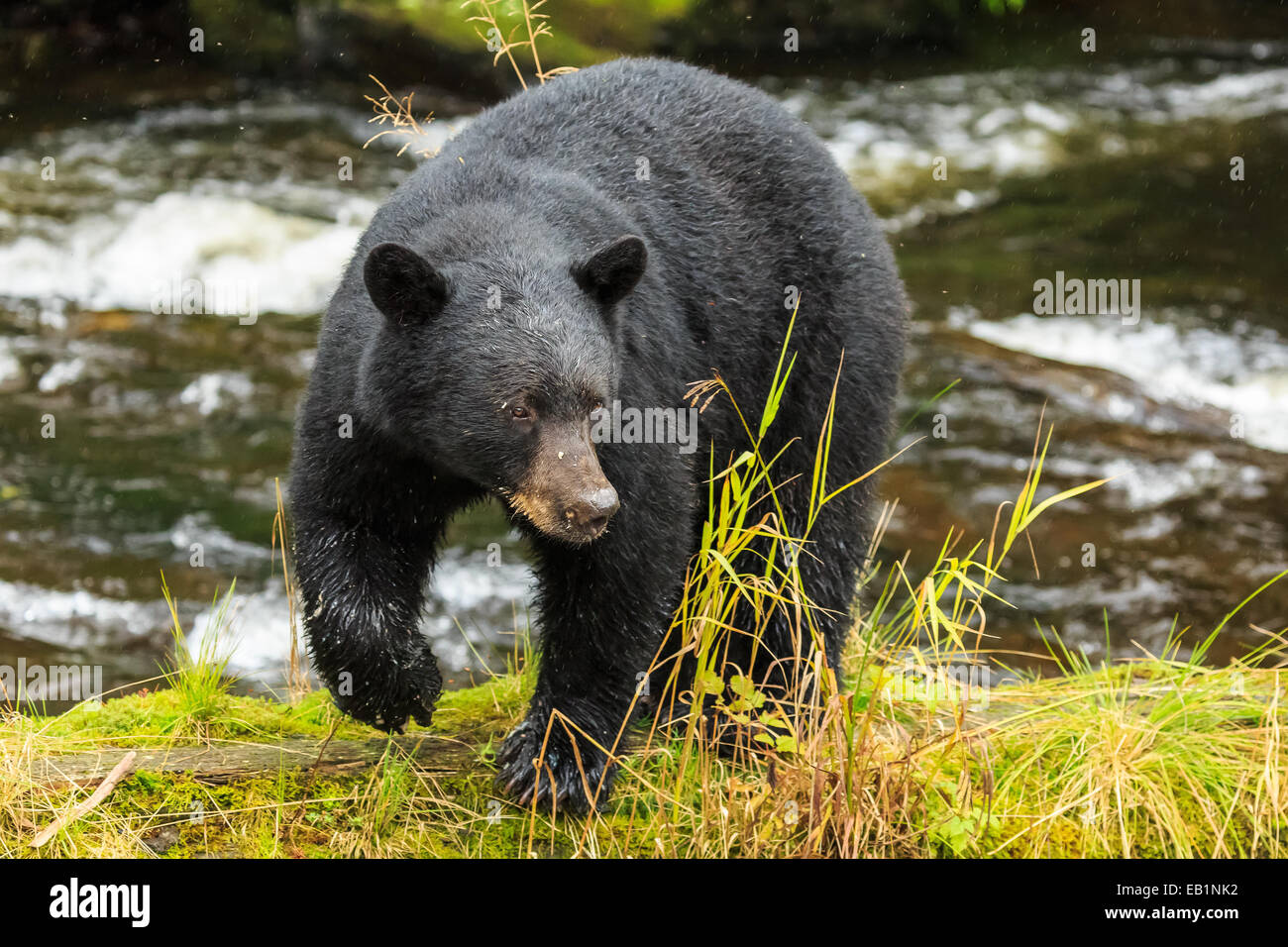 Ketchikan river hi-res stock photography and images - Alamy