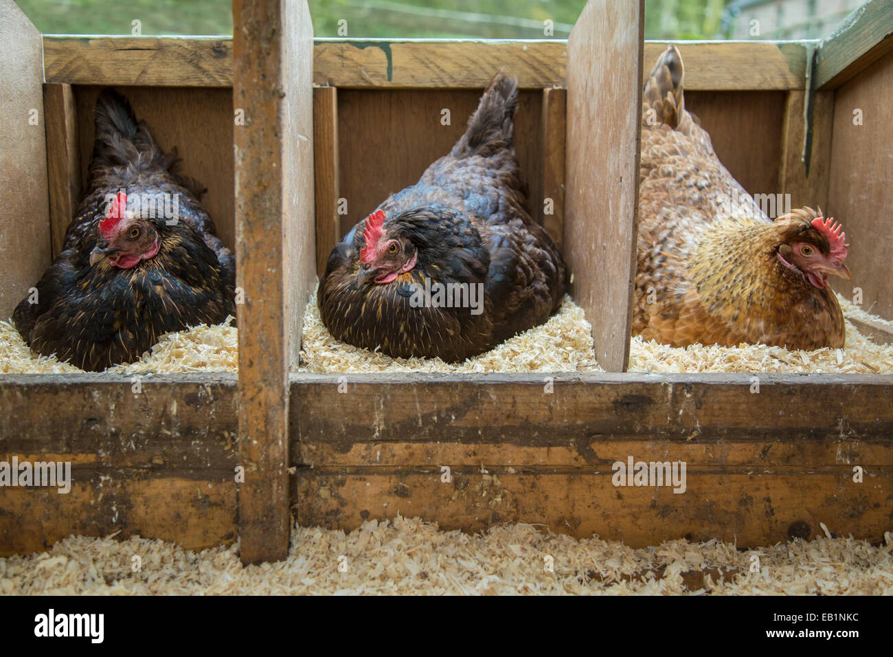 Point of lay hens hi-res stock photography and images - Alamy