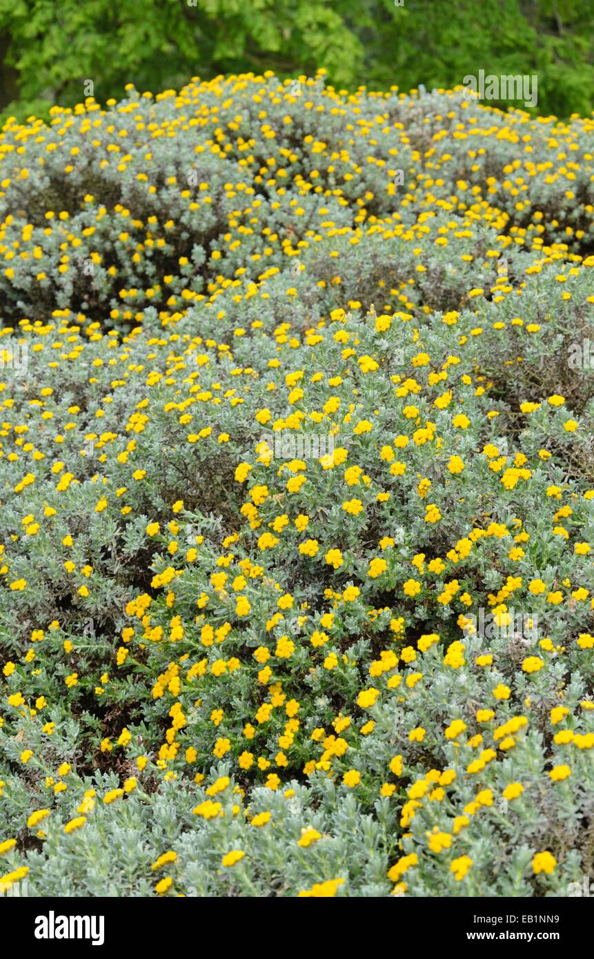 Helichrysum flower hi-res stock photography and images - Alamy