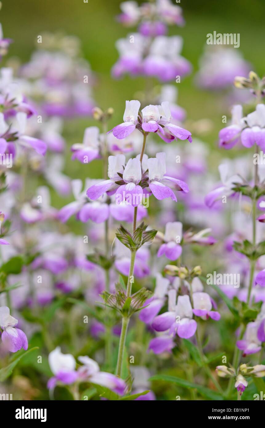 Plantfiles Pictures Collinsia Species Sticky Chinese
