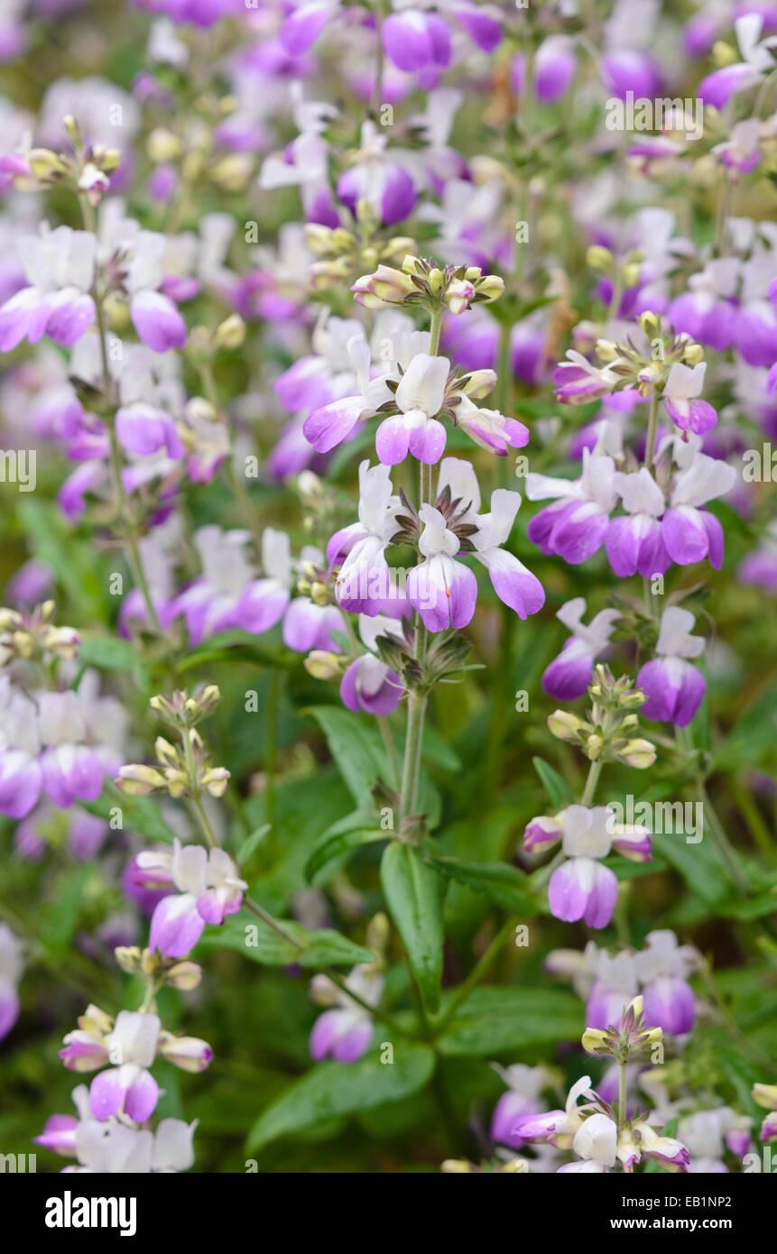 Chinese houses (Collinsia heterophylla syn. Collinsia bicolor Stock ...