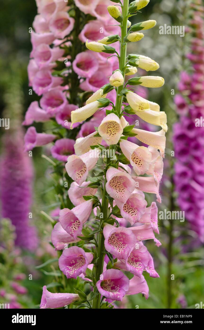 Common foxglove (Digitalis purpurea Stock Photo - Alamy