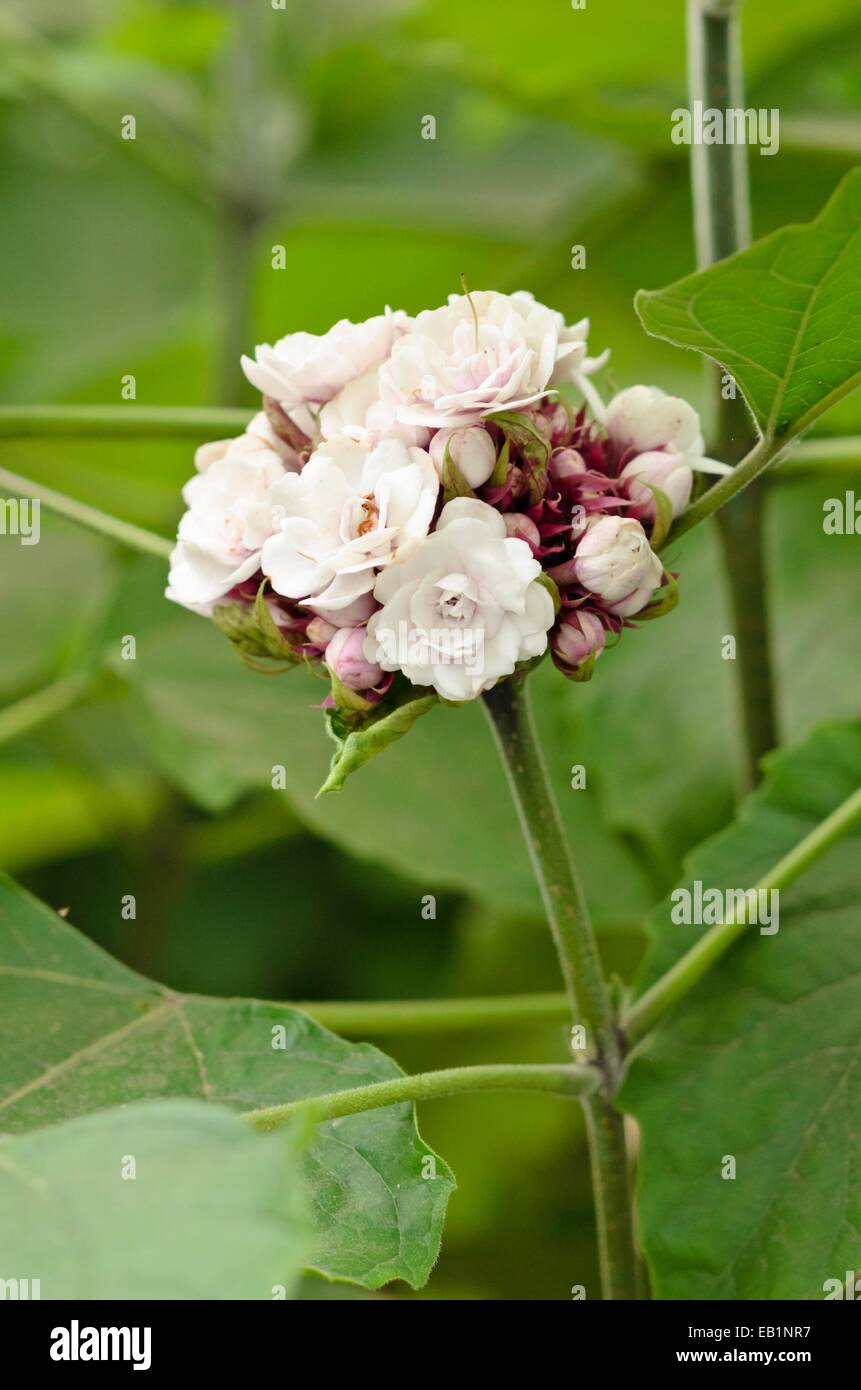 Chinese glory bower (Clerodendrum philippinum Stock Photo - Alamy