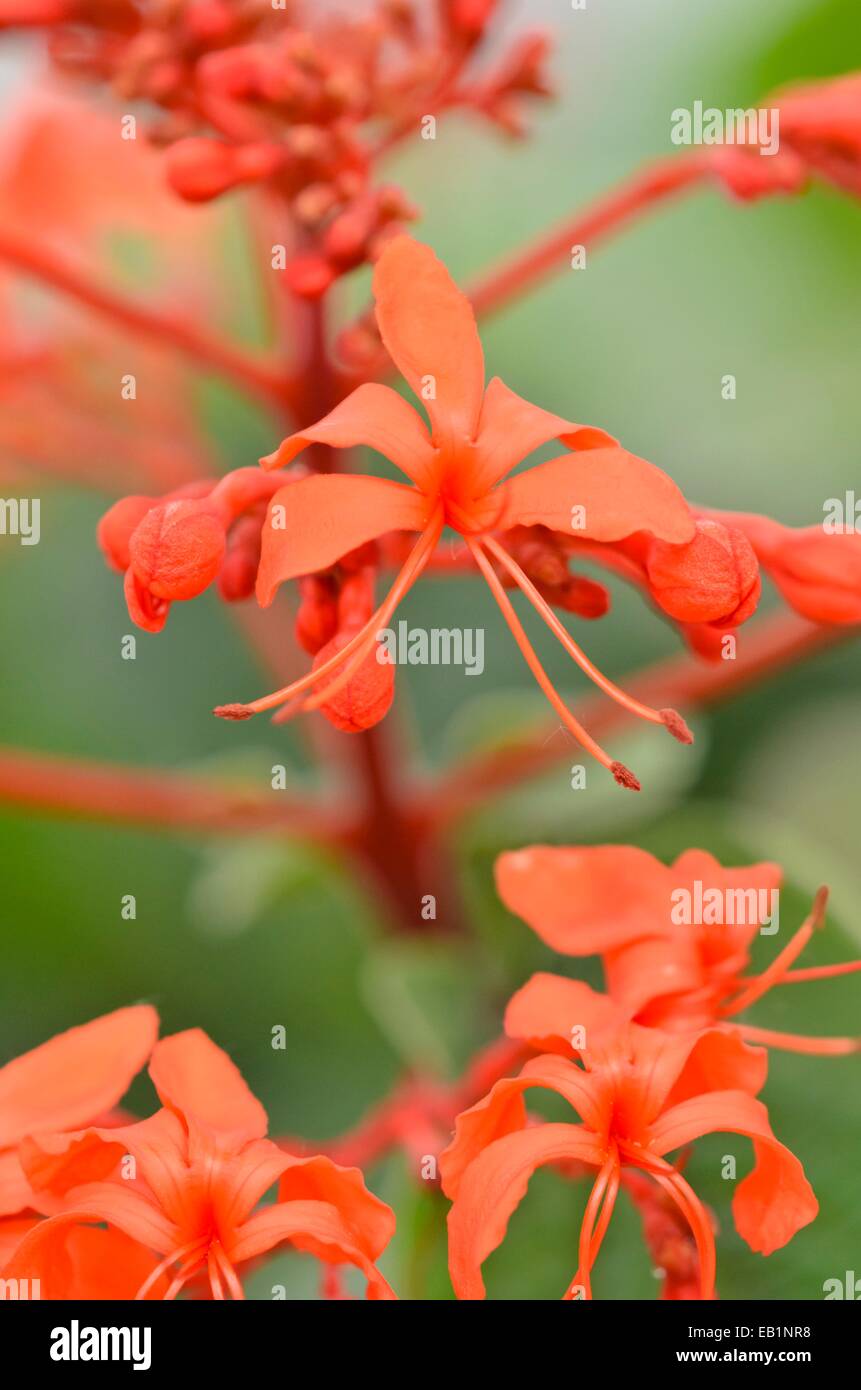 Glory bower (Clerodendrum speciosissimum syn. Clerodendron ...