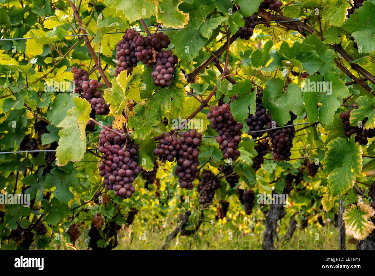 Pino red hi-res stock photography and images - Alamy