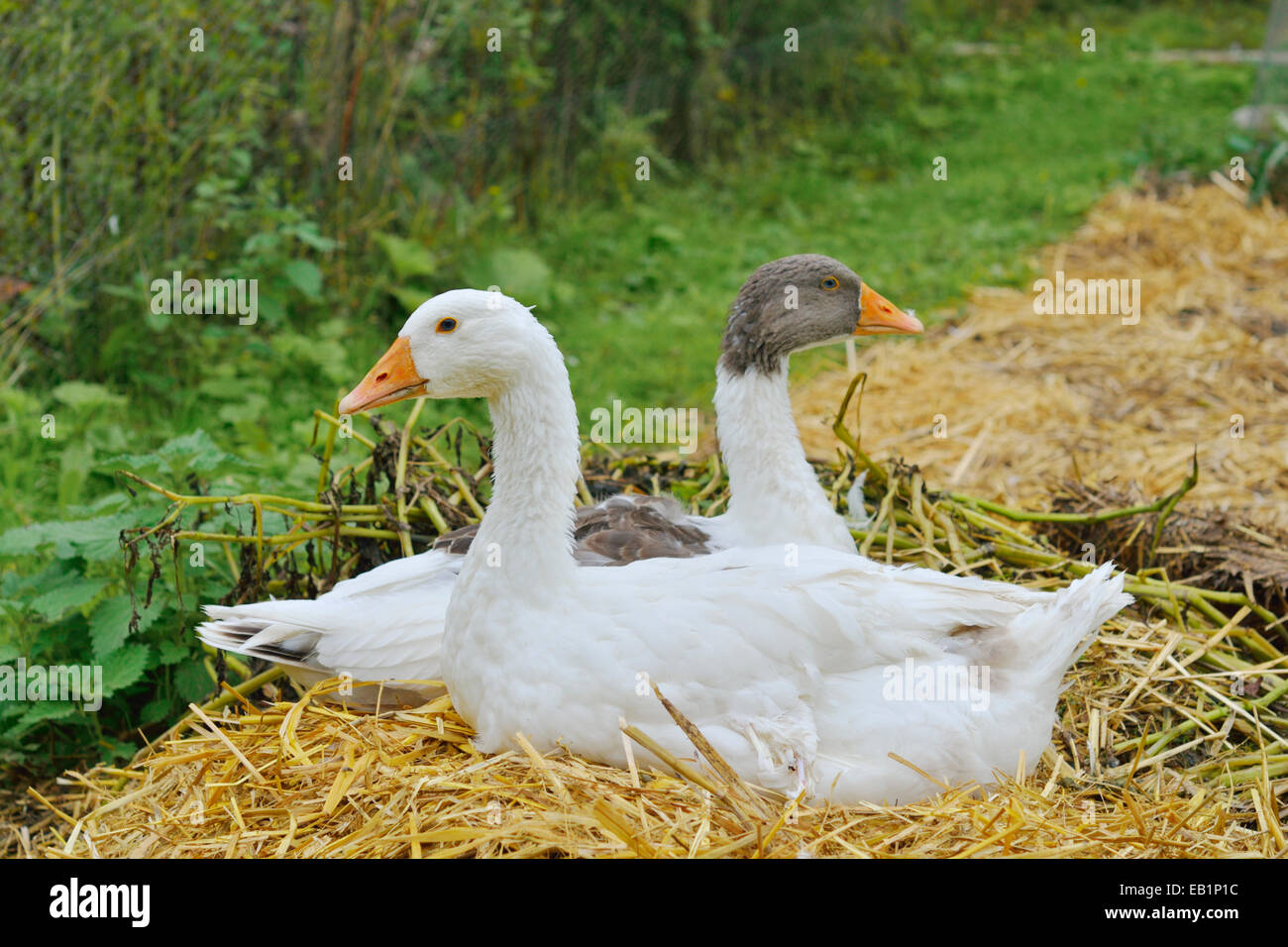 Sitting together side by side hi-res stock photography and images - Alamy