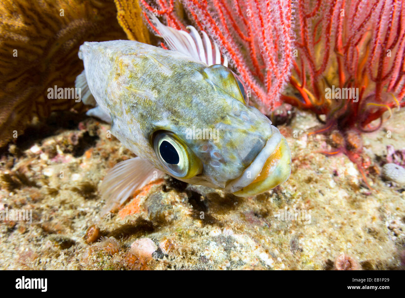 Rockfish hi-res stock photography and images - Alamy