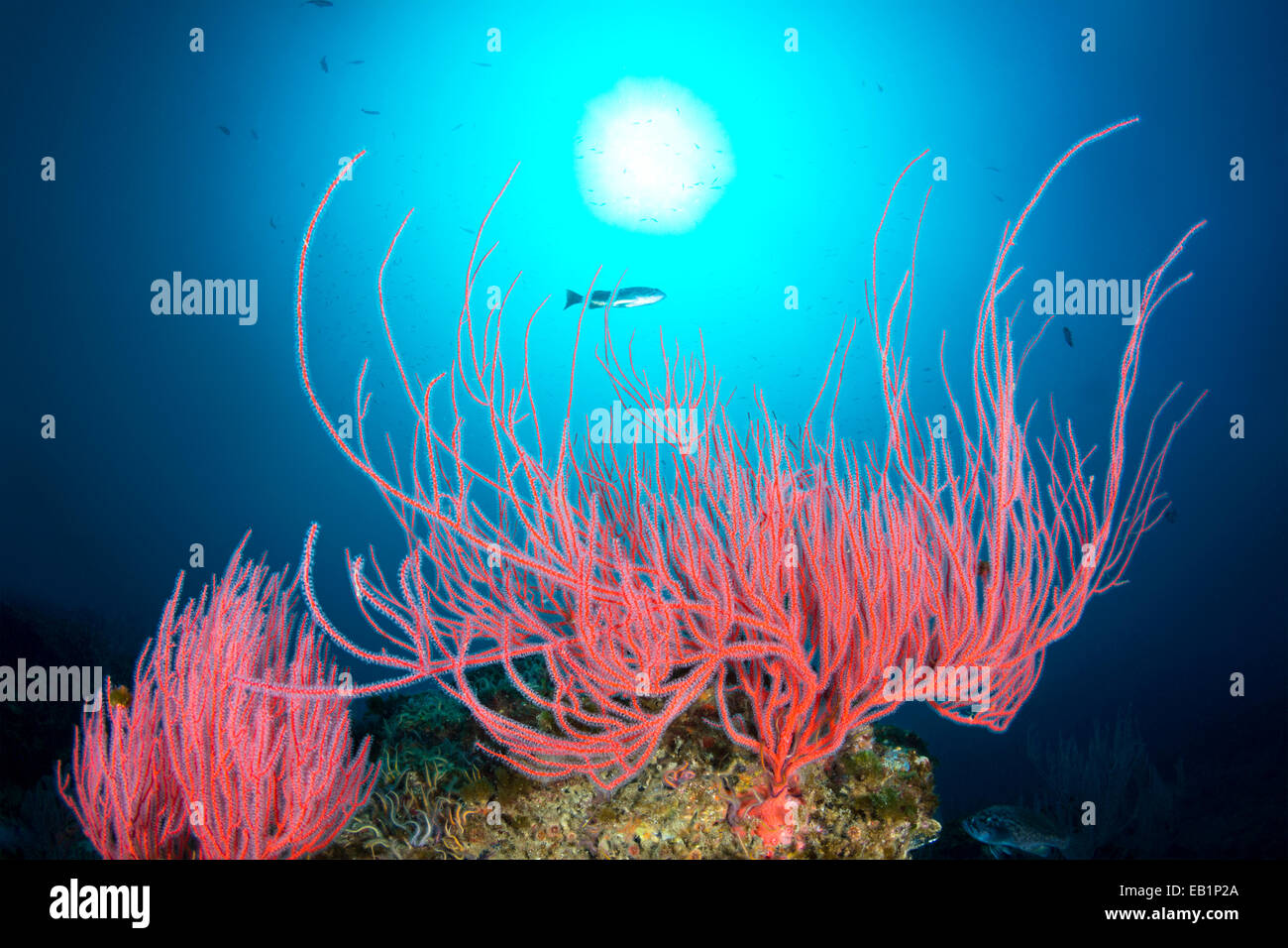 Beautiful sea fan coral hi-res stock photography and images - Alamy