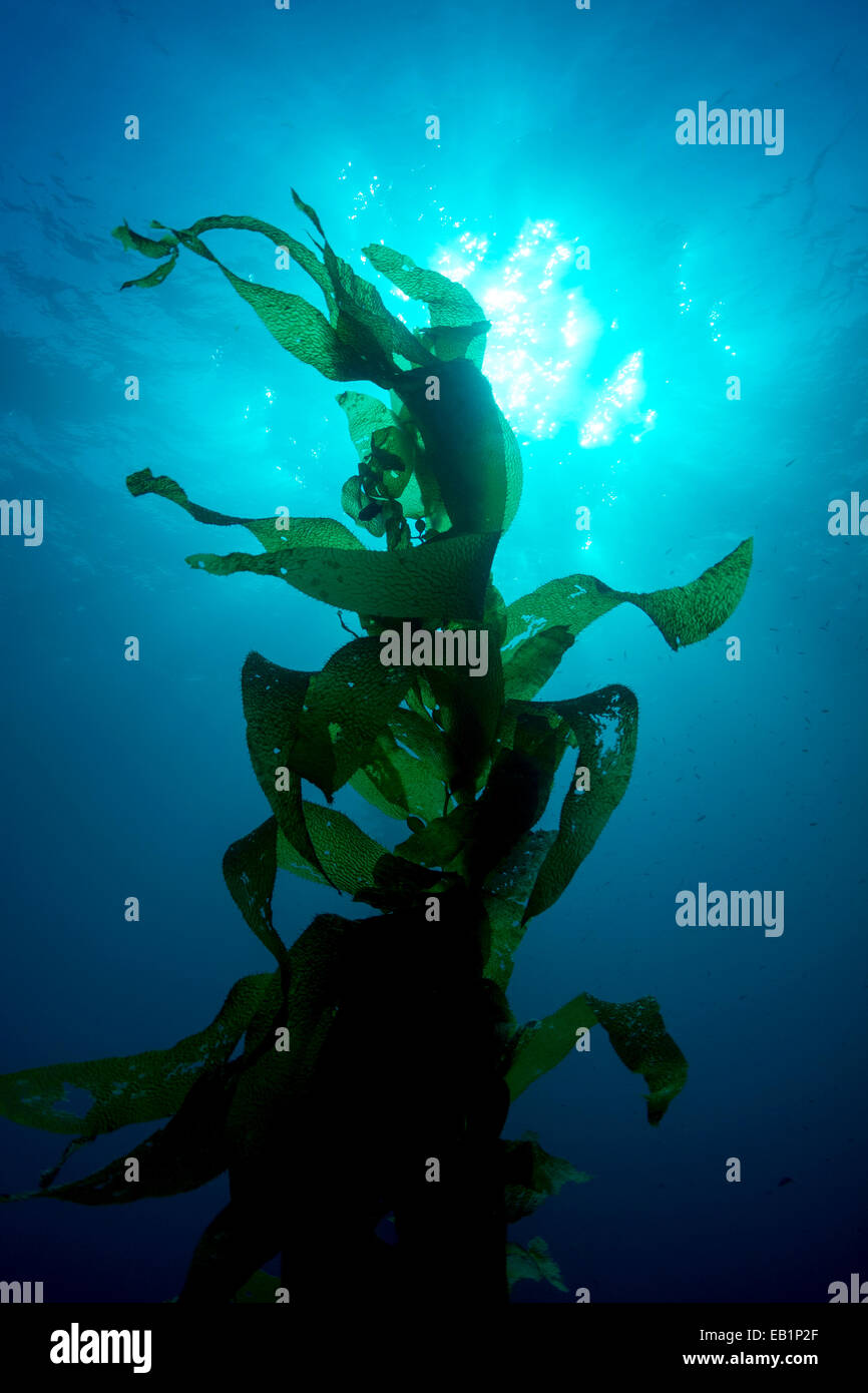 Kelp hi-res stock photography and images - Alamy