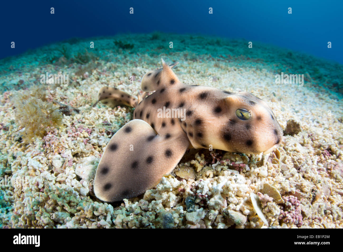 Juvenile shark hi-res stock photography and images - Alamy