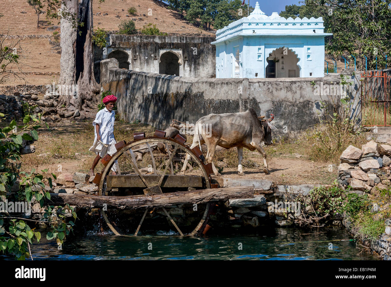 Rural Farming In Rajasthan, India Stock Photo - Alamy
