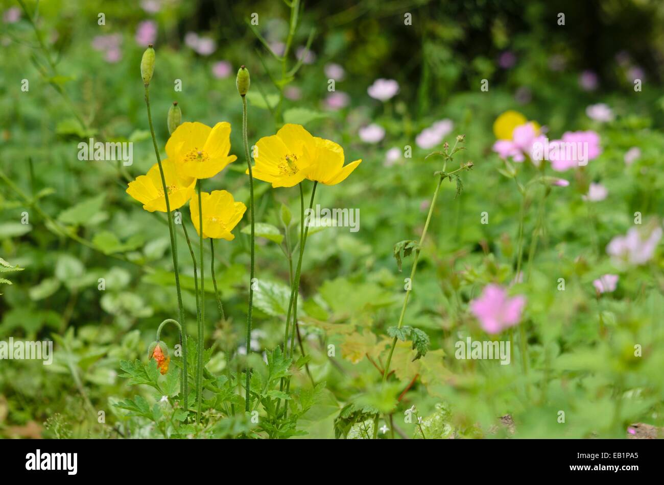 Welsh poppy (Meconopsis cambrica Stock Photo - Alamy