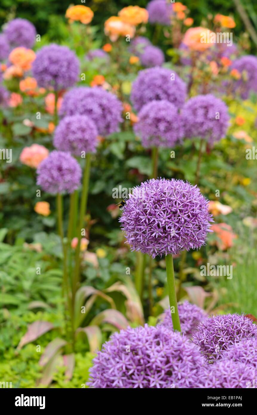 Purple onions and plant hi-res stock photography and images - Alamy