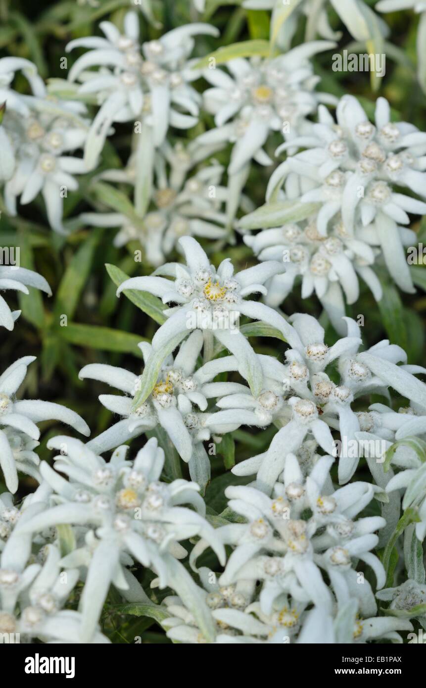 White edelweiss hi-res stock photography and images - Alamy