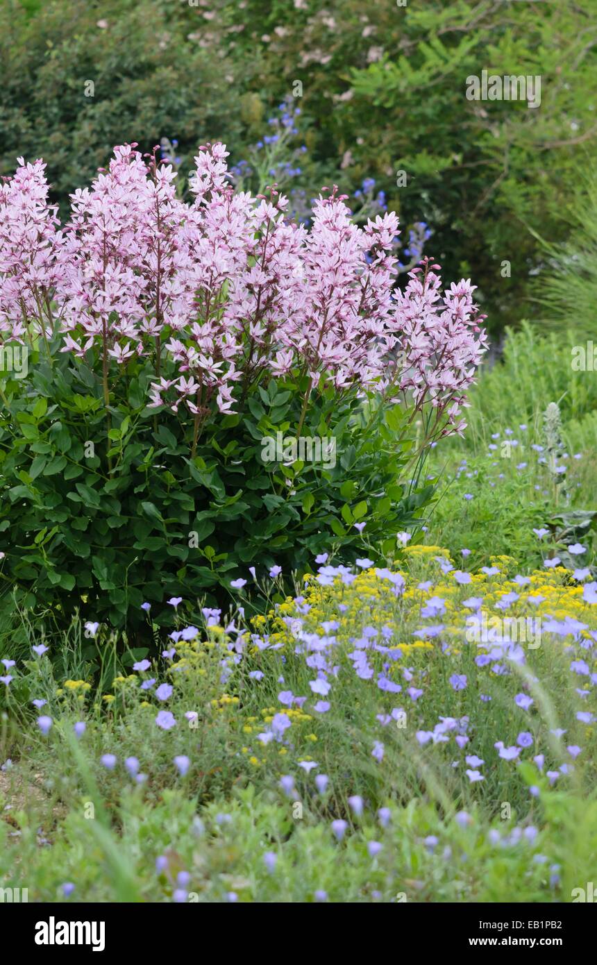 Dittany (Dictamnus albus Stock Photo - Alamy