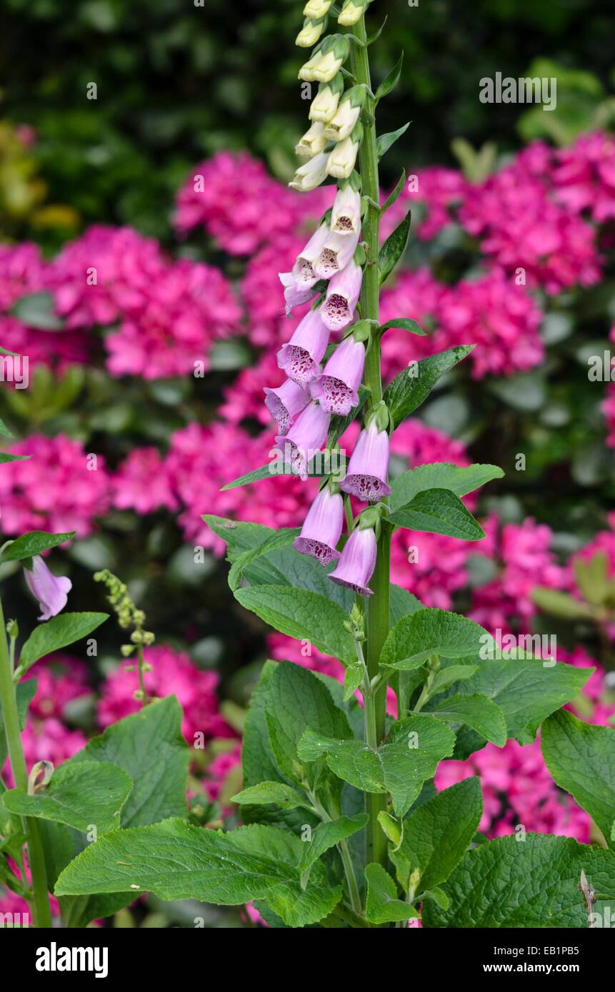 Medicinal plant common foxglove hi-res stock photography and images - Alamy
