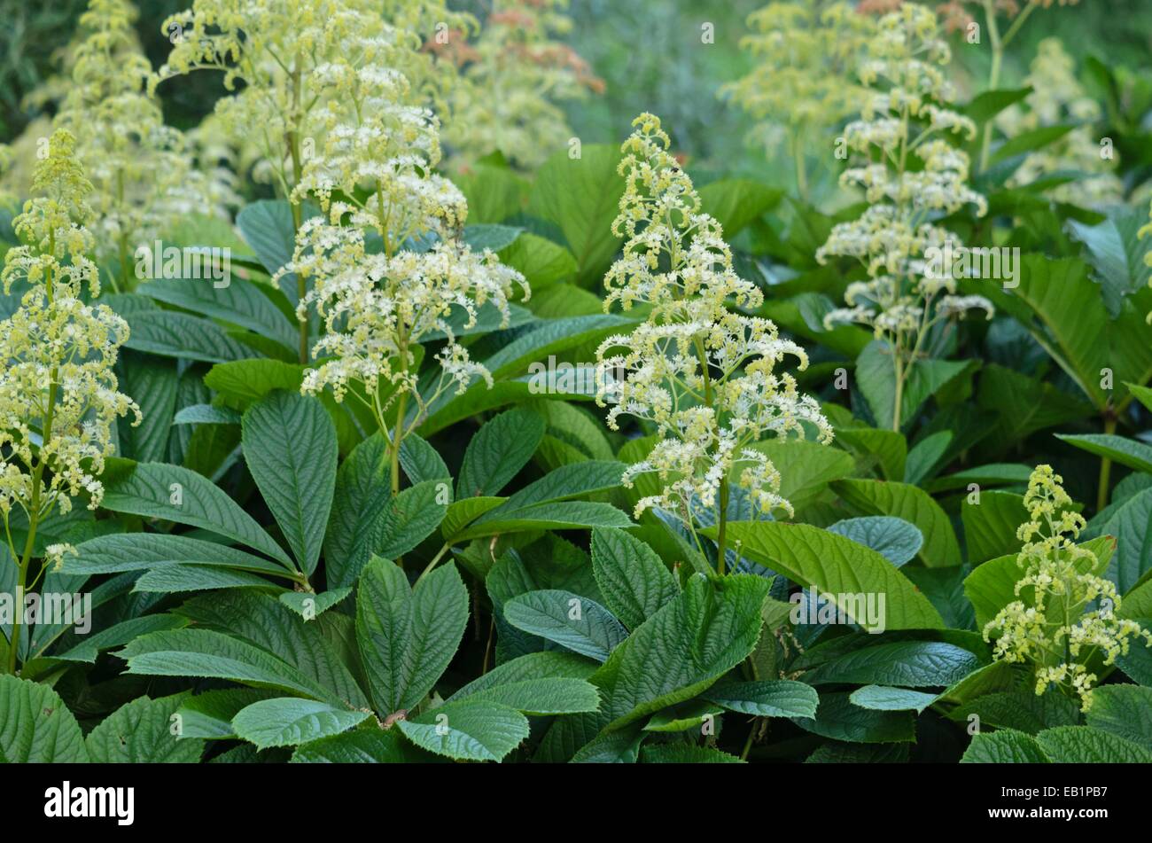 Rodgersia pinnata hi-res stock photography and images - Alamy