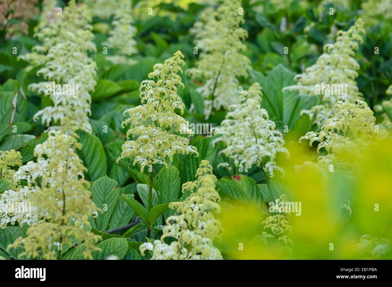 Rodgersia hi-res stock photography and images - Alamy