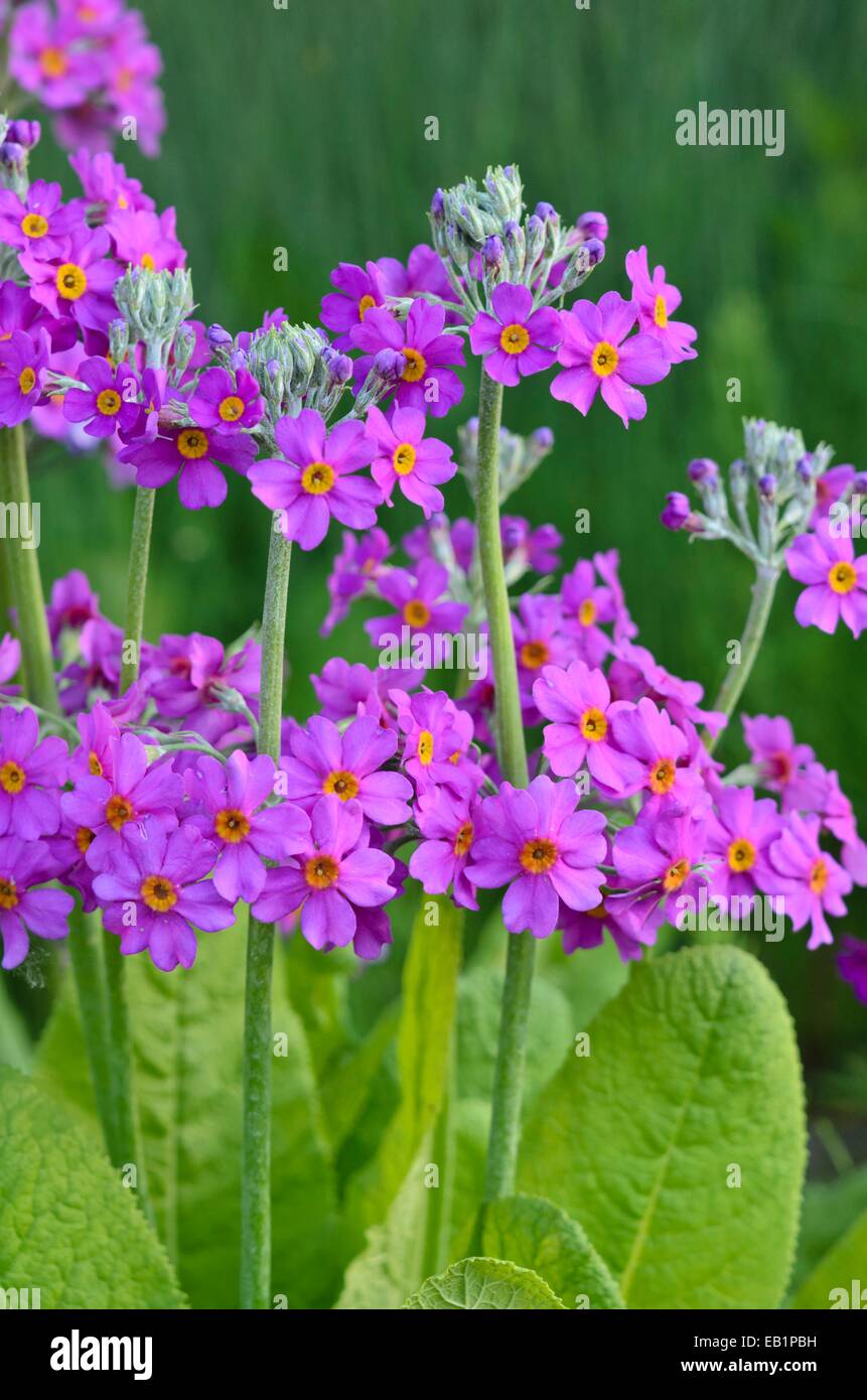 Candelabra primrose (Primula beesiana Stock Photo - Alamy