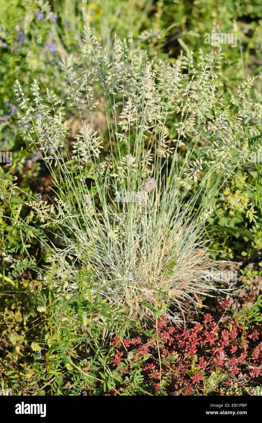 Festuca hi-res stock photography and images - Alamy