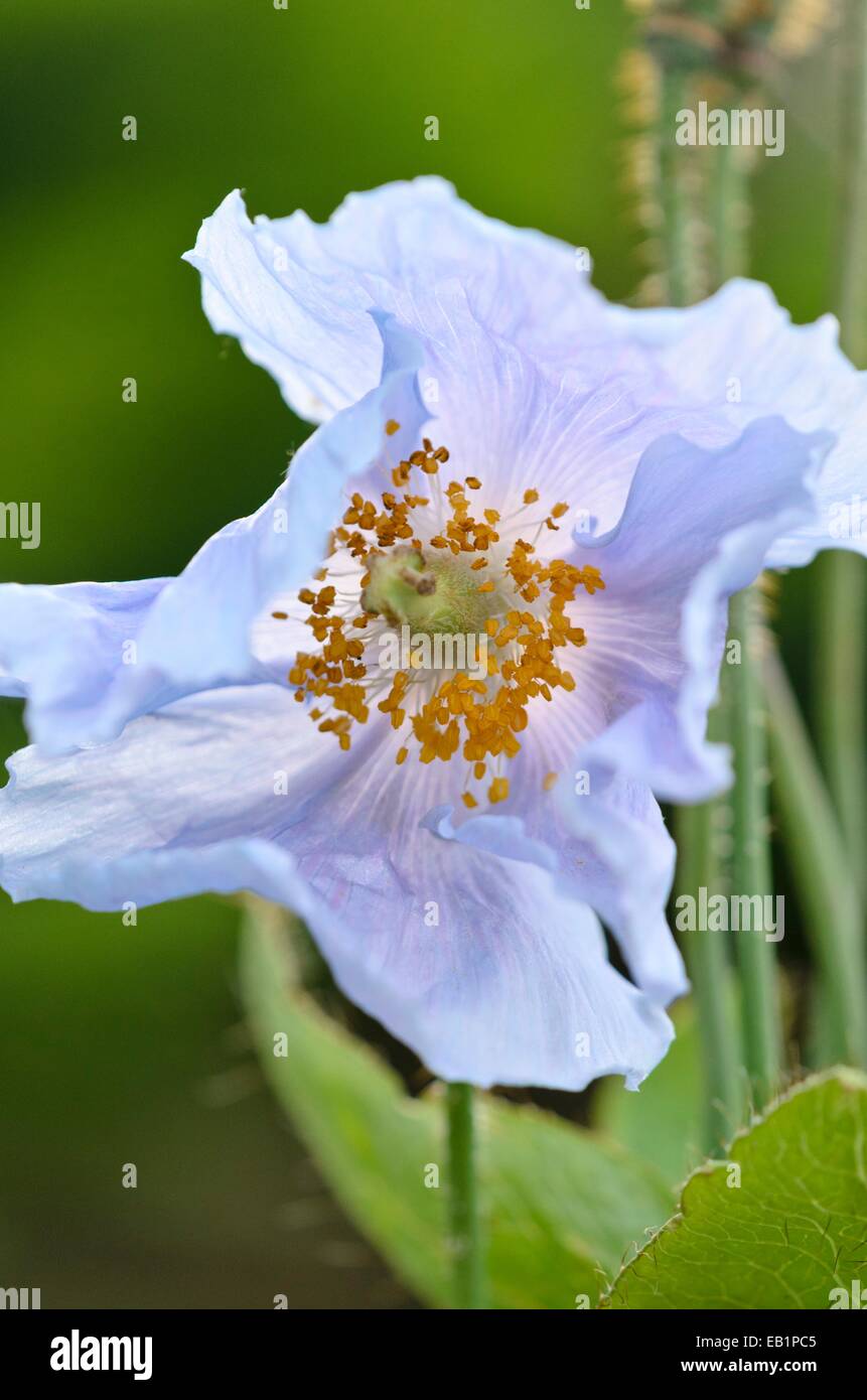 Himalayan blue poppy (Meconopsis betonicifolia Stock Photo - Alamy