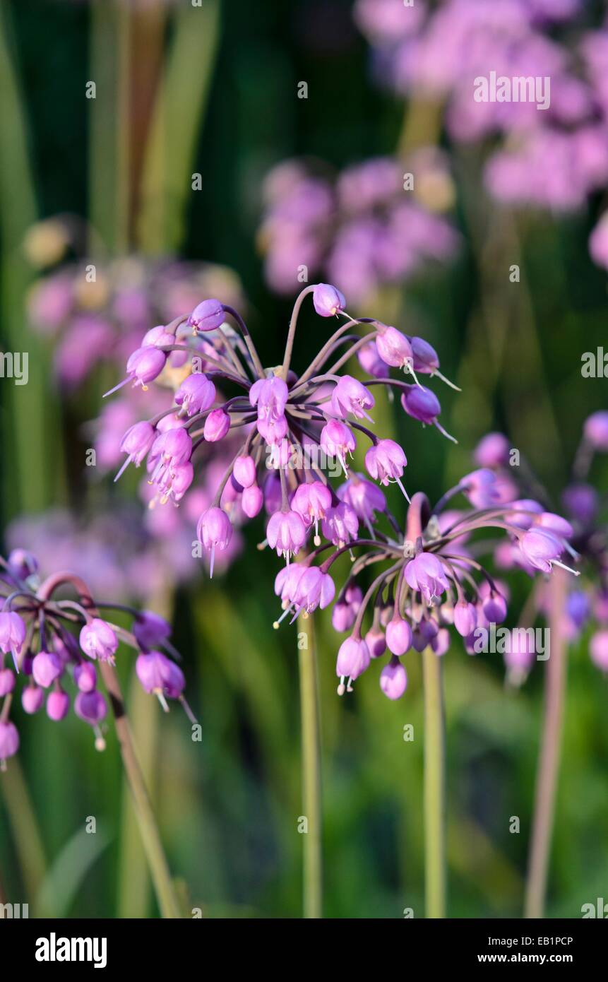 Nodding onion (Allium cernuum Stock Photo - Alamy