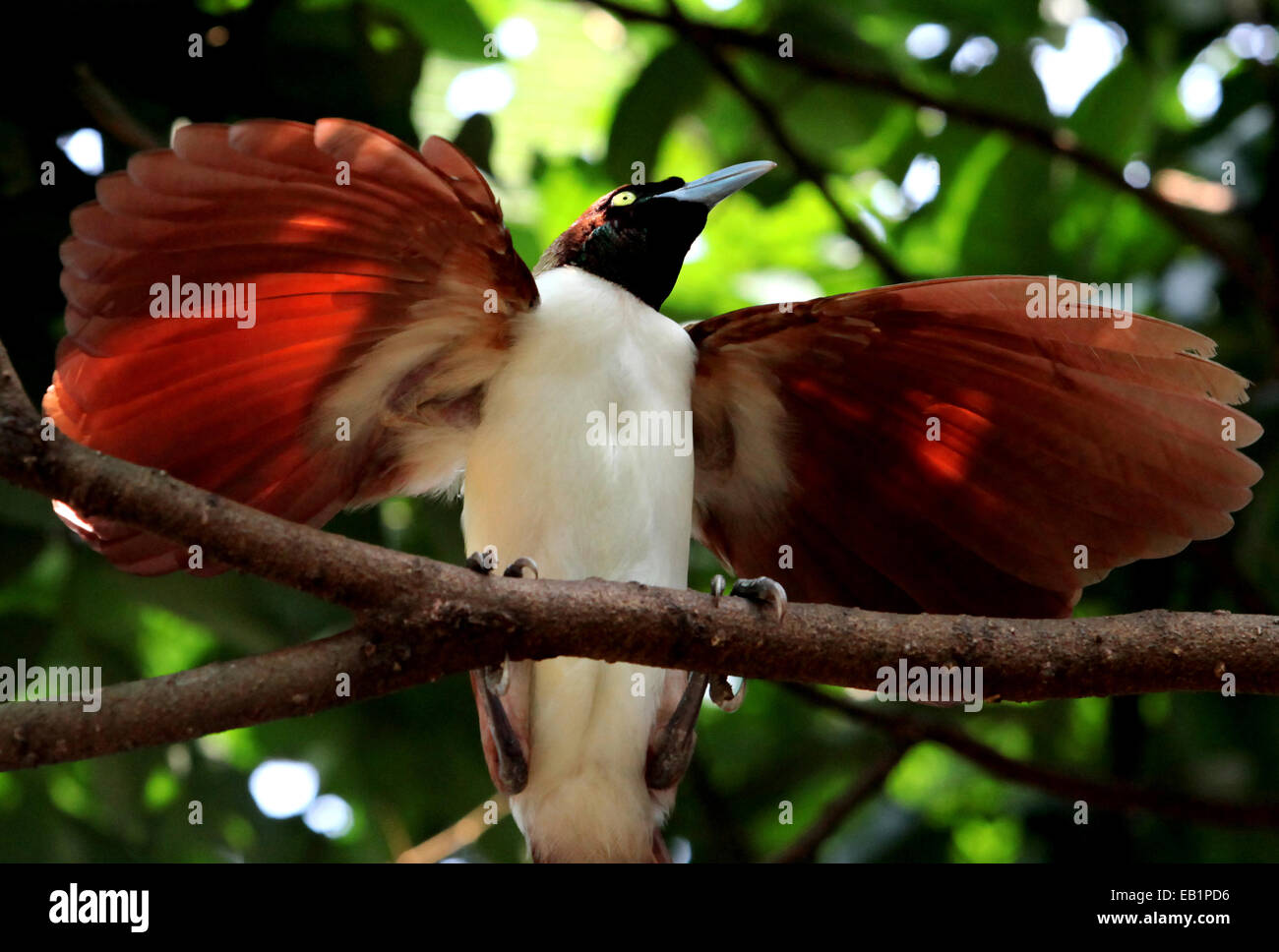 Papua bird species hi-res stock photography and images - Alamy