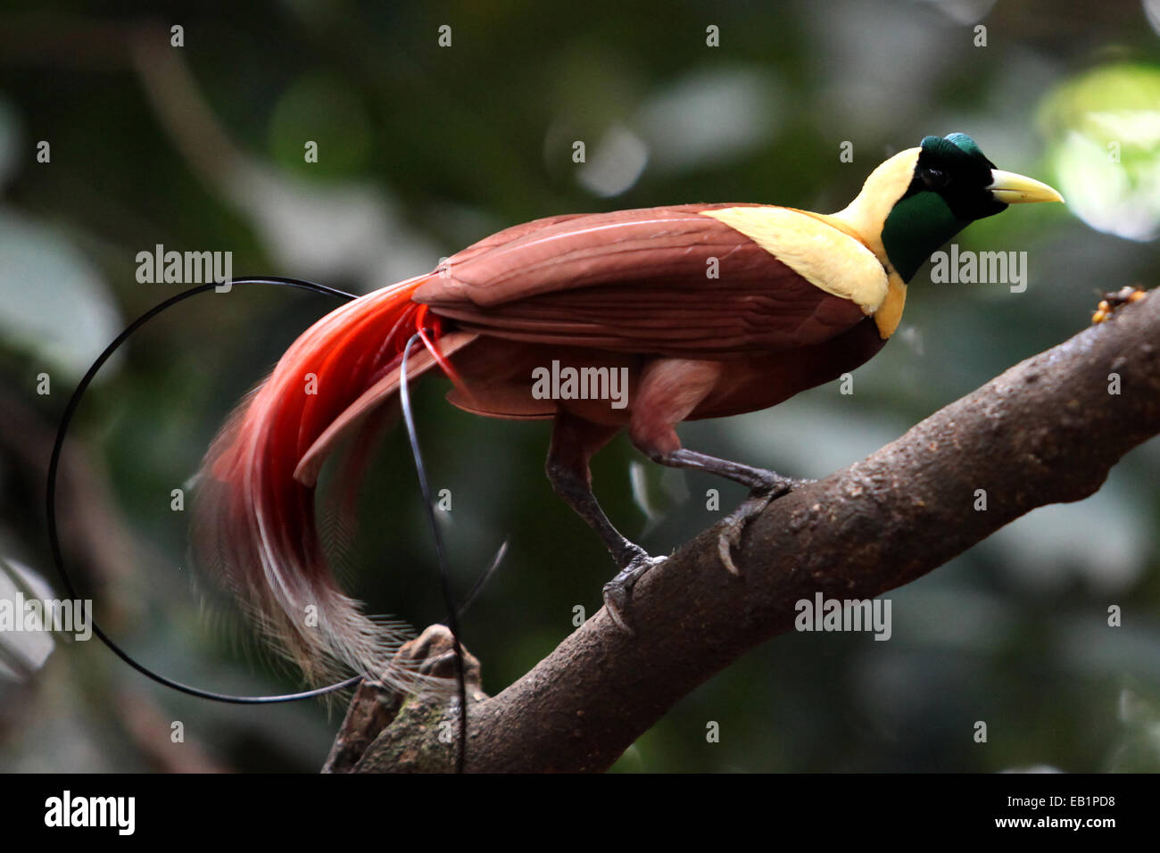 Papua bird species hi-res stock photography and images - Alamy