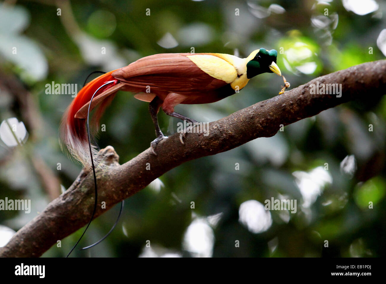 Papua bird species hi-res stock photography and images - Alamy