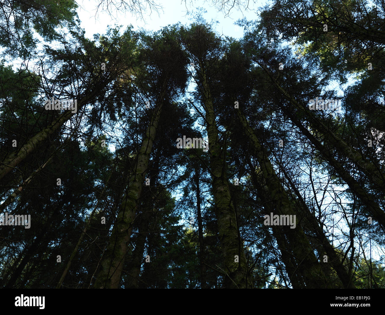 Types of pine trees hi-res stock photography and images - Alamy