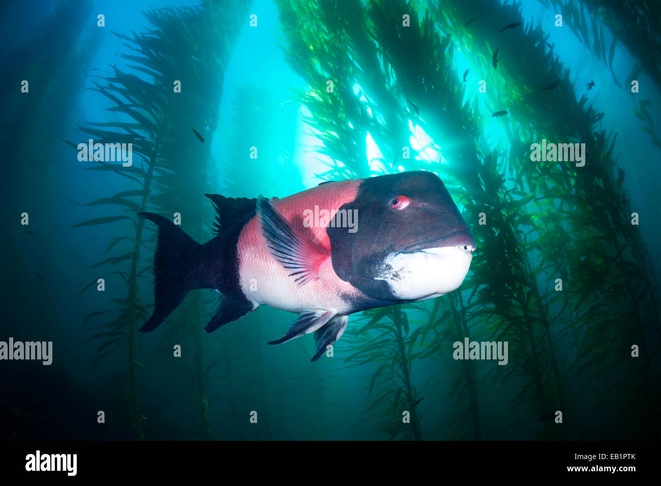A Large Male Sheephead Swims Through A Beautiful Underwater Kelp Forest