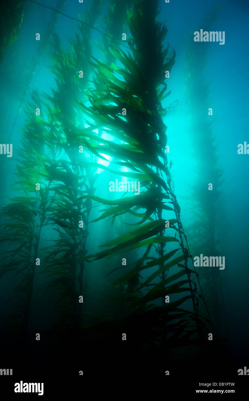 Kelp forest underwater hi-res stock photography and images - Alamy